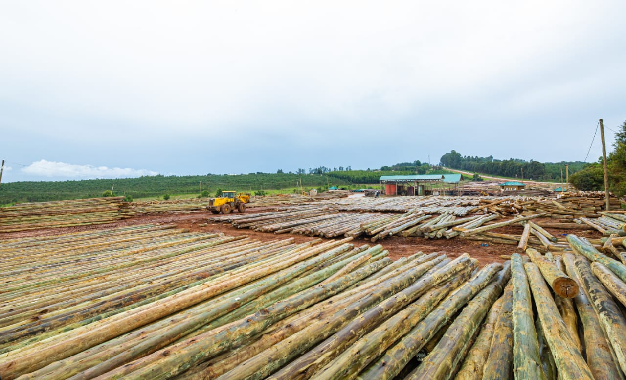 Tanganyika Wattle Company Limited